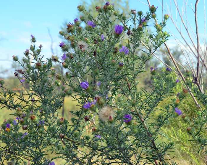 Machaeranthera tanacetifolia, Tansyleaf Tansyaster, Southwest Desert Flora