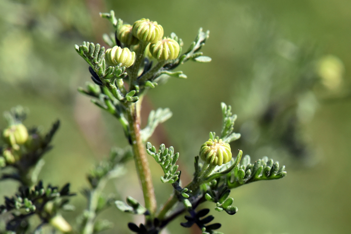 Oncosiphon piluliferum, Stinknet, Southwest Desert Flora