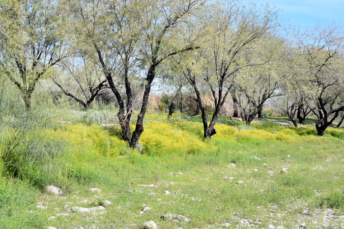 Oncosiphon piluliferum, Stinknet, Southwest Desert Flora