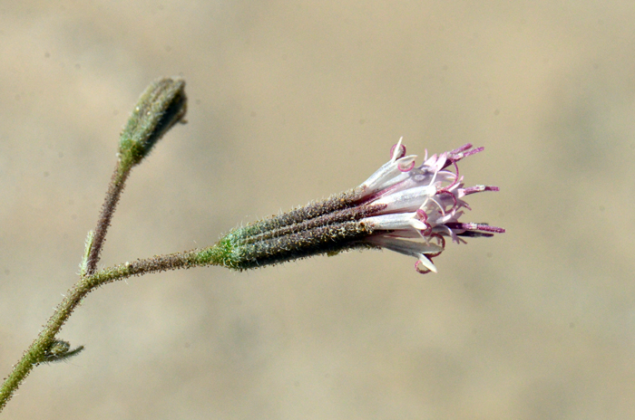 Palafoxia arida var. arida, Desert Palafox, Southwest Desert Flora