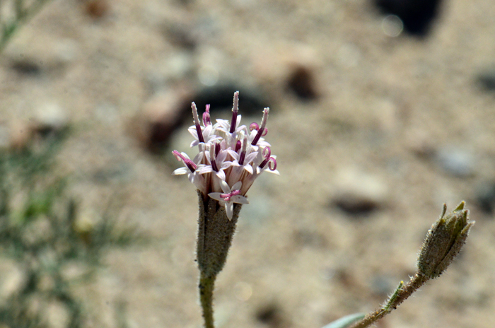Palafoxia arida var. arida, Desert Palafox, Southwest Desert Flora