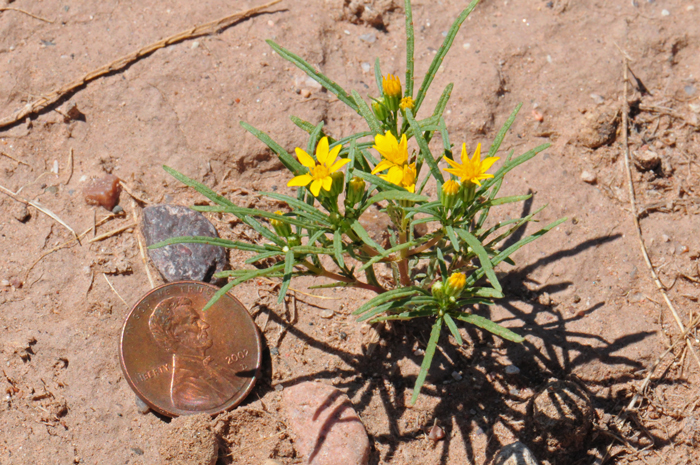 Pectis papposa, Manybristle Cinchweed, Southwest Desert Flora