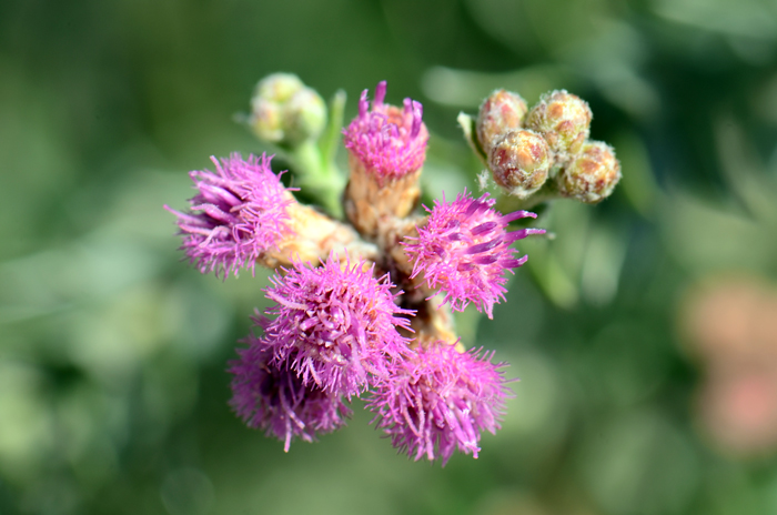 Pluchea sericea, Arrowweed, Southwest Desert Flora