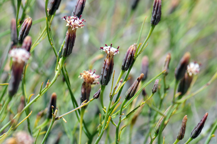 Porophyllum gracile, Slender Poreleaf, Southwest Desert Flora