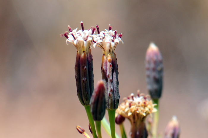 Porophyllum gracile, Slender Poreleaf, Southwest Desert Flora