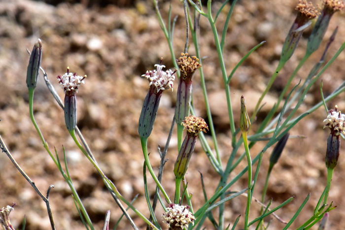 Porophyllum gracile, Slender Poreleaf, Southwest Desert Flora