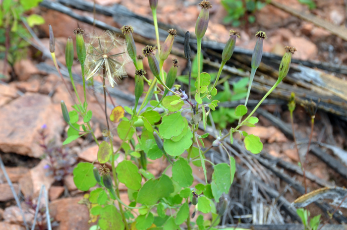 Porophyllum ruderale ssp. macrocephalum, Yerba Porosa, Southwest Desert ...