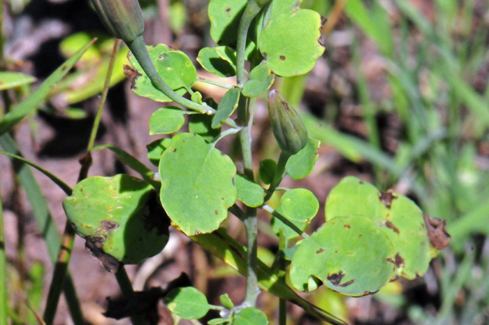 Porophyllum ruderale ssp. macrocephalum, Yerba Porosa, Southwest Desert ...