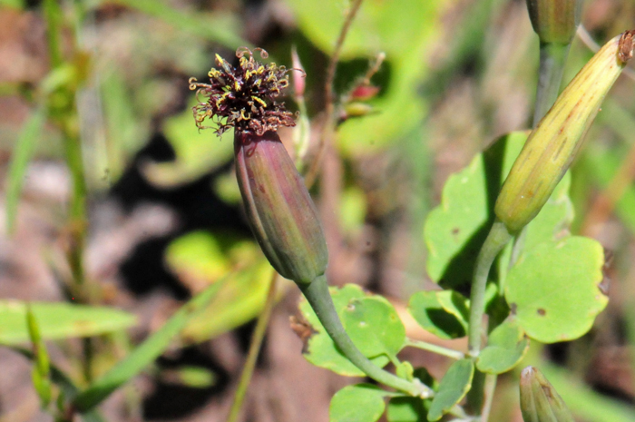 Porophyllum ruderale ssp. macrocephalum, Yerba Porosa, Southwest Desert ...