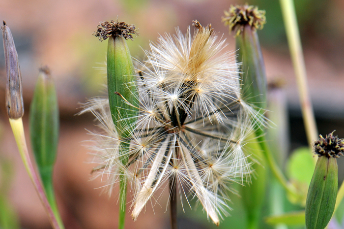 Porophyllum ruderale ssp. macrocephalum, Yerba Porosa, Southwest Desert ...