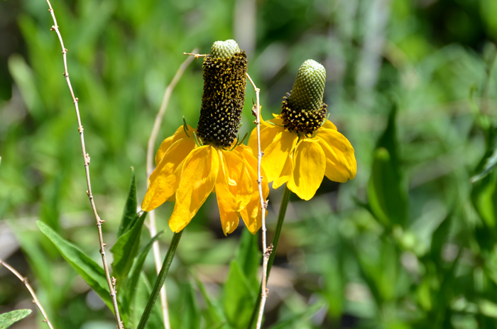 Ratibida columnifera, Upright Prairie Coneflower, Southwest Desert Flora