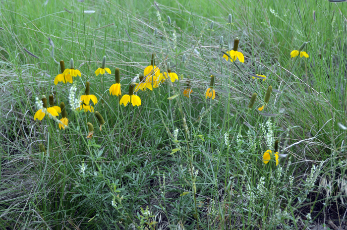 Ratibida columnifera, Upright Prairie Coneflower, Southwest Desert Flora