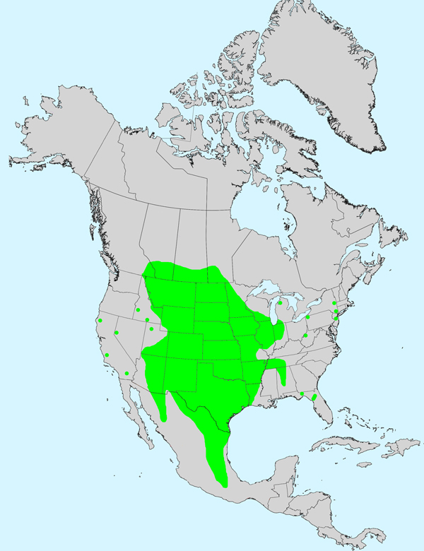 Ratibida columnifera, Upright Prairie Coneflower, Southwest Desert Flora