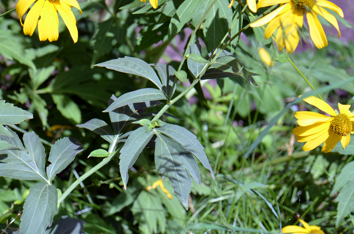 Rudbeckia laciniata, Cutleaf Coneflower, Southwest Desert Flora
