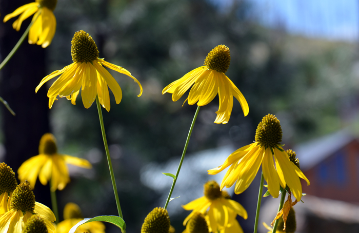 Rudbeckia laciniata, Cutleaf Coneflower, Southwest Desert Flora