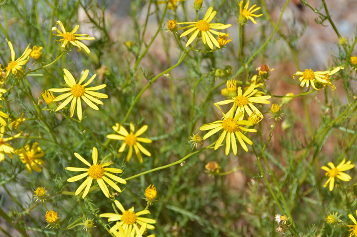 Senecio flaccidus var. monoensis, Smooth Threadleaf Ragwort, Southwest ...