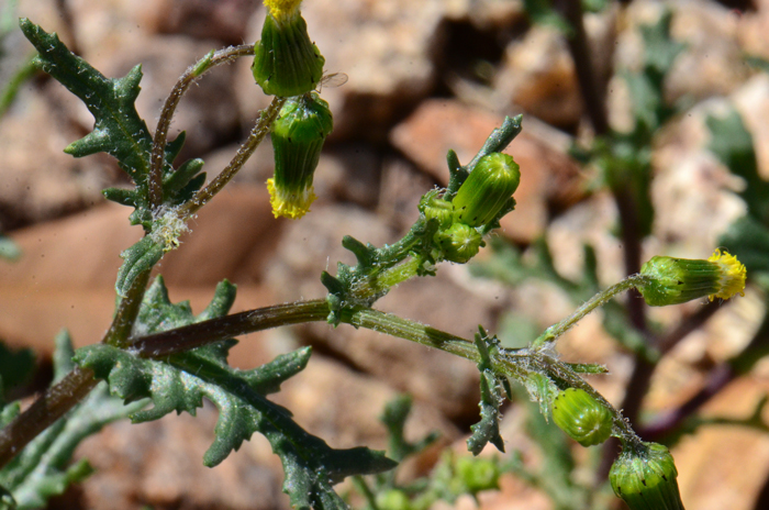 Senecio vulgaris, Common Groundsel, Southwest Desert Flora