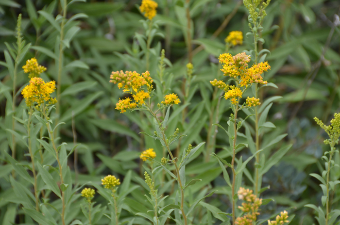 Solidago missouriensis, Missouri Goldenrod, Southwest Desert Flora