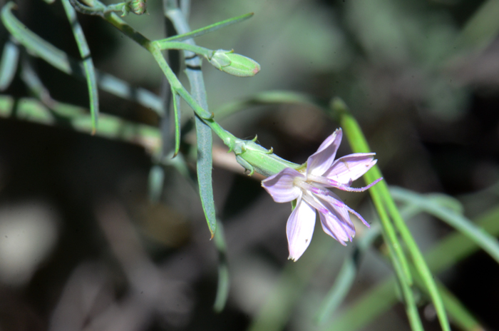 Stephanomeria tenuifolia, Narrowleaf Wirelettuce, Southwest Desert Flora