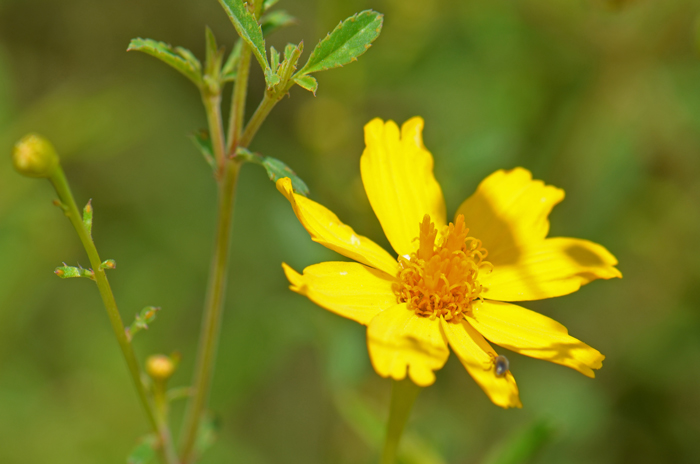 Tagetes lemmonii, Lemmon’s Marigold, Southwest Desert Flora