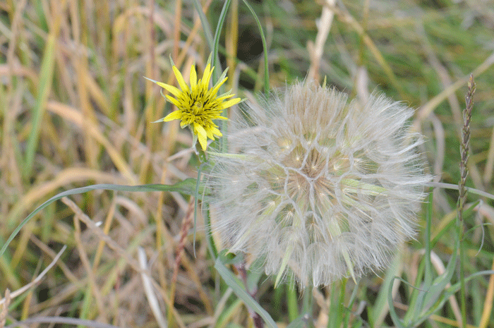 Tragopogon dubius, Yellow Salsify, Southwest Desert Flora