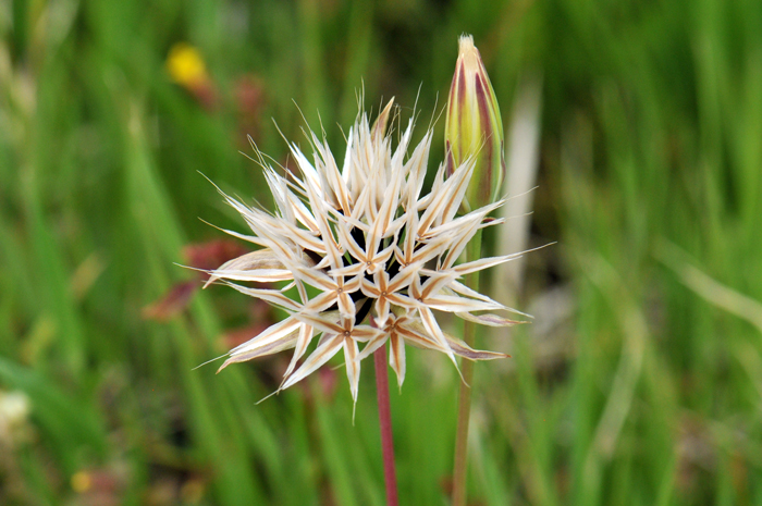 Uropappus lindleyi, Lindley’s Silverpuffs, Southwest Desert Flora