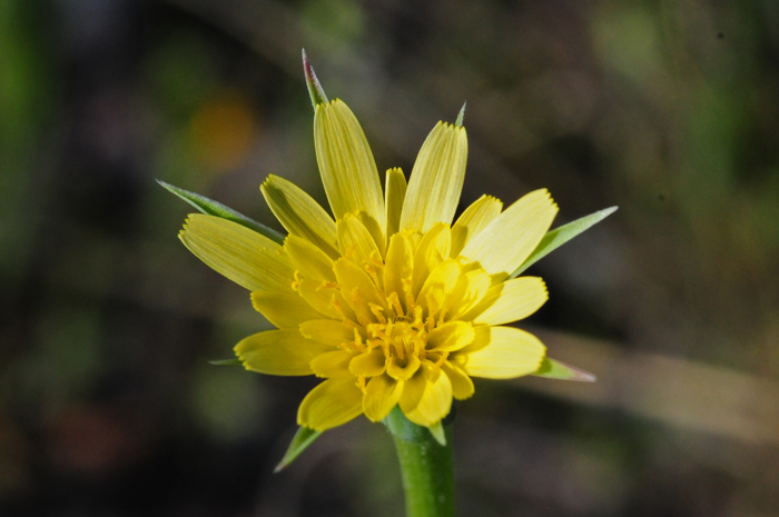 Uropappus lindleyi, Lindley’s Silverpuffs, Southwest Desert Flora