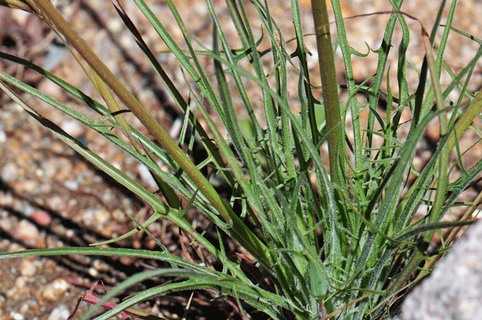 Uropappus lindleyi, Lindley’s Silverpuffs, Southwest Desert Flora