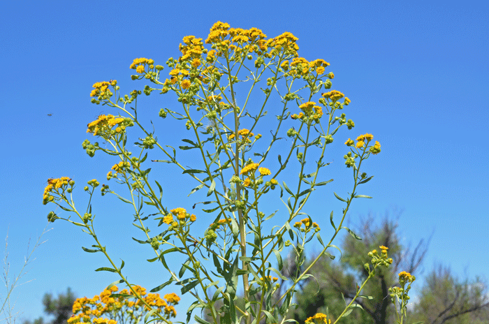 Xanthocephalum gymnospermoides, San Pedro Matchweed, Southwest Desert Flora