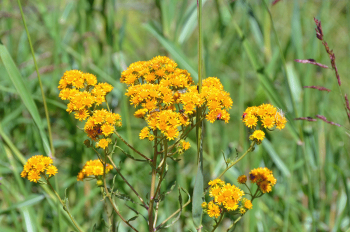 Xanthocephalum gymnospermoides, San Pedro Matchweed, Southwest Desert Flora