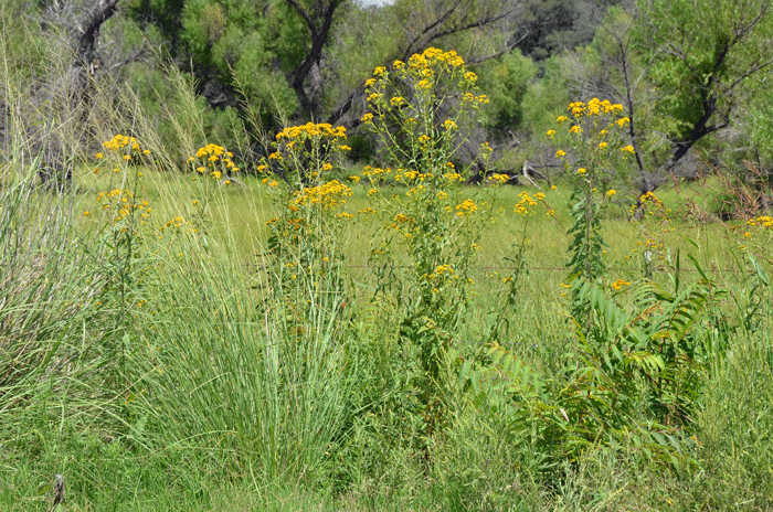 Xanthocephalum gymnospermoides, San Pedro Matchweed, Southwest Desert Flora