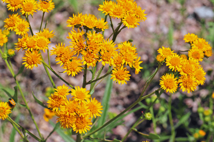 Xanthocephalum gymnospermoides, San Pedro Matchweed, Southwest Desert Flora