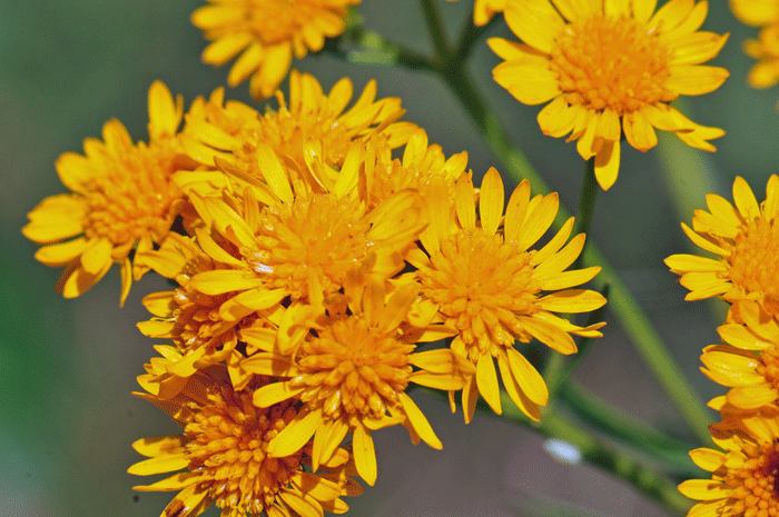 Xanthocephalum gymnospermoides, San Pedro Matchweed, Southwest Desert Flora