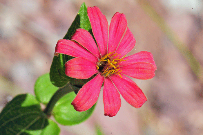 Zinnia peruviana, Peruvian Zinnia, Southwest Desert Flora