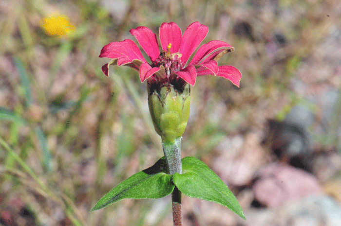 Zinnia peruviana, Peruvian Zinnia, Southwest Desert Flora