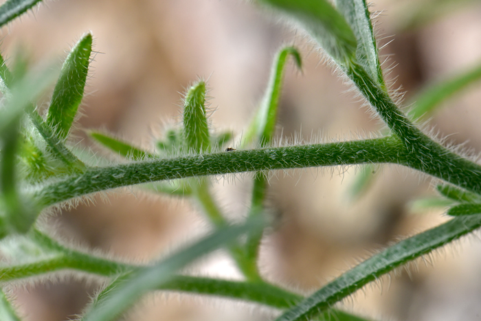 Johnstonella angustifolia, Panamint Cryptantha, Southwest Desert Flora
