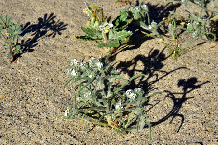 Johnstonella angustifolia, Panamint Cryptantha, Southwest Desert Flora