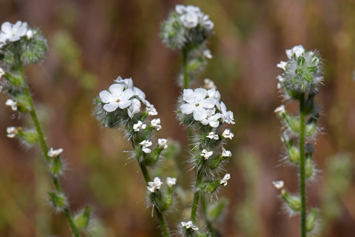 Cryptantha barbigera, Bearded Cryptantha, Southwest Desert Flora