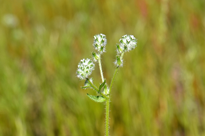 Cryptantha barbigera, Bearded Cryptantha, Southwest Desert Flora