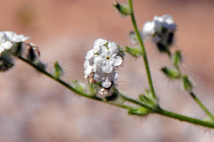 Cryptantha barbigera, Bearded Cryptantha, Southwest Desert Flora