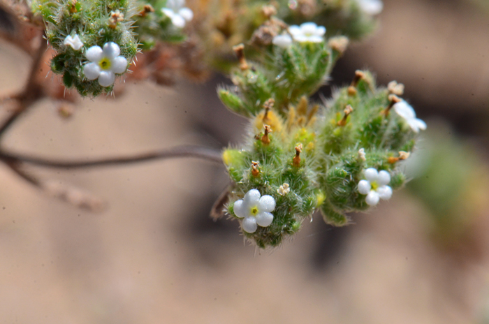 Cryptantha micrantha, Redroot Cryptantha, Southwest Desert Flora