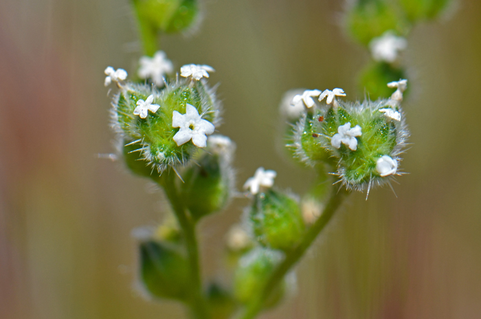 Cryptantha pterocarya, Wingnut Cryptantha, Southwest Desert Flora