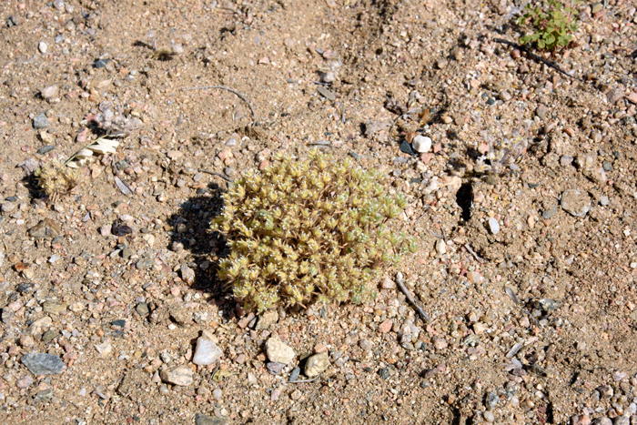 Cryptantha torreyana, Torrey's Cryptantha, Southwest Desert Flora
