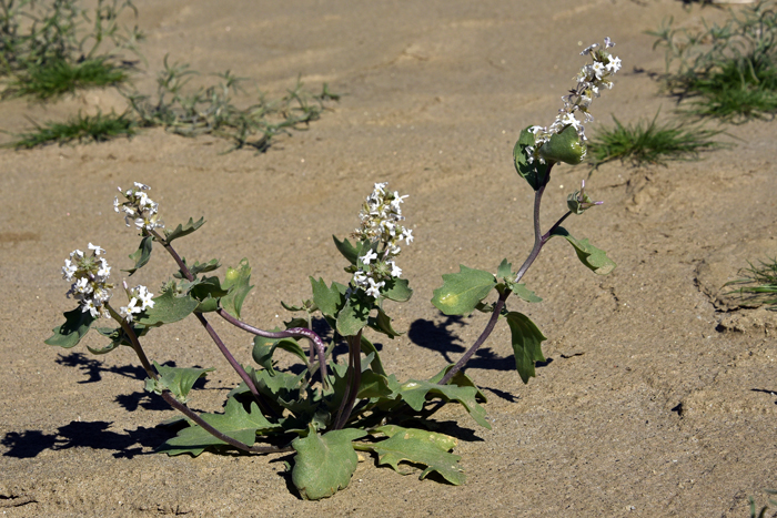 Name, Southwest Desert Flora
