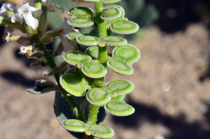 Name, Southwest Desert Flora