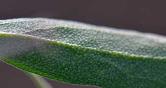 Physaria (Lesquerella) gordonii, Gordons' Bladderpod, Southwest Desert ...