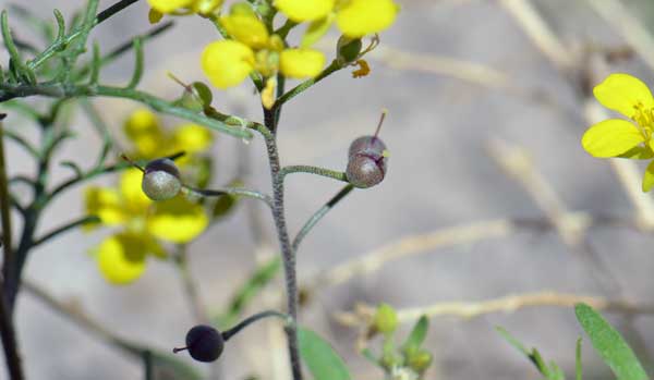 Physaria (Lesquerella) gordonii, Gordons' Bladderpod, Southwest Desert ...