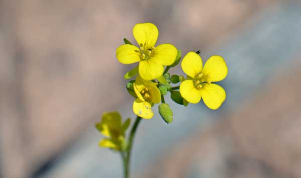Physaria (Lesquerella) gordonii, Gordons' Bladderpod, Southwest Desert ...