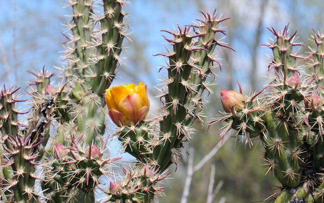 Cylindropuntia acanthocarpa, Buckhorn Cholla, Southwest Desert Flora