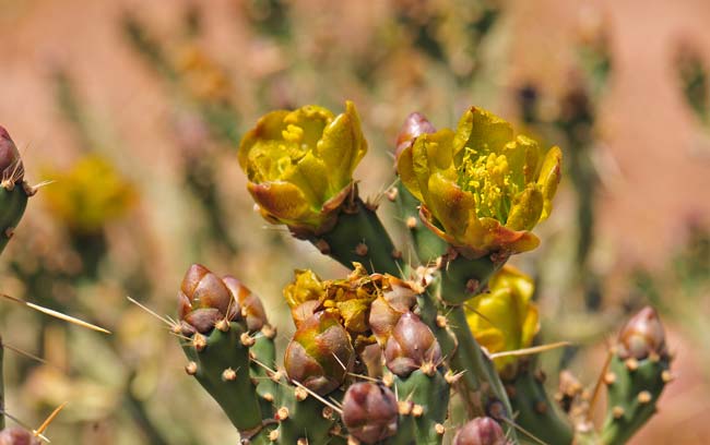 Cylindropuntia arbuscula, Arizona Pencil Cholla, Southwest Desert Flora